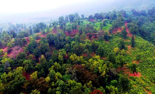 Bokaro Forest Region- Govt.of Jharkhand